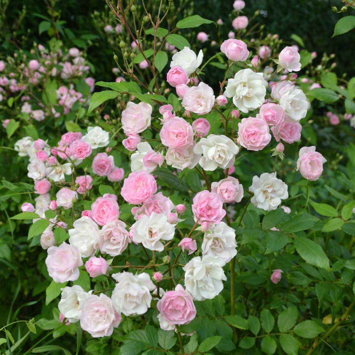 Rose Mozart´s Lady | Strauchrosen | Landhaus Ettenbühl Online-Shop ...