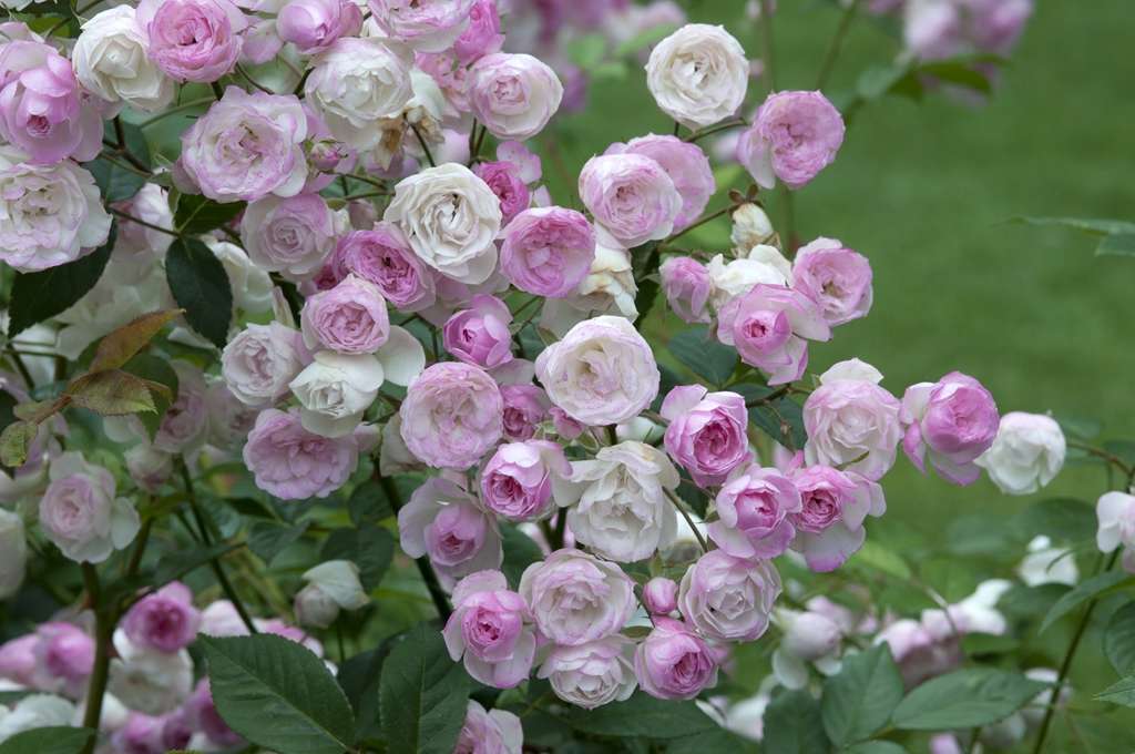 Rose Mozart´s Lady | Strauchrosen | Landhaus Ettenbühl Online-Shop ...