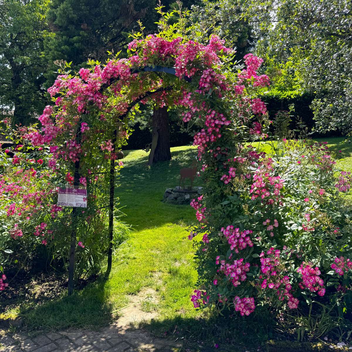 Rose Mozart | Strauchrosen | Moderne Rosen - Landhaus Ettenbühl ...